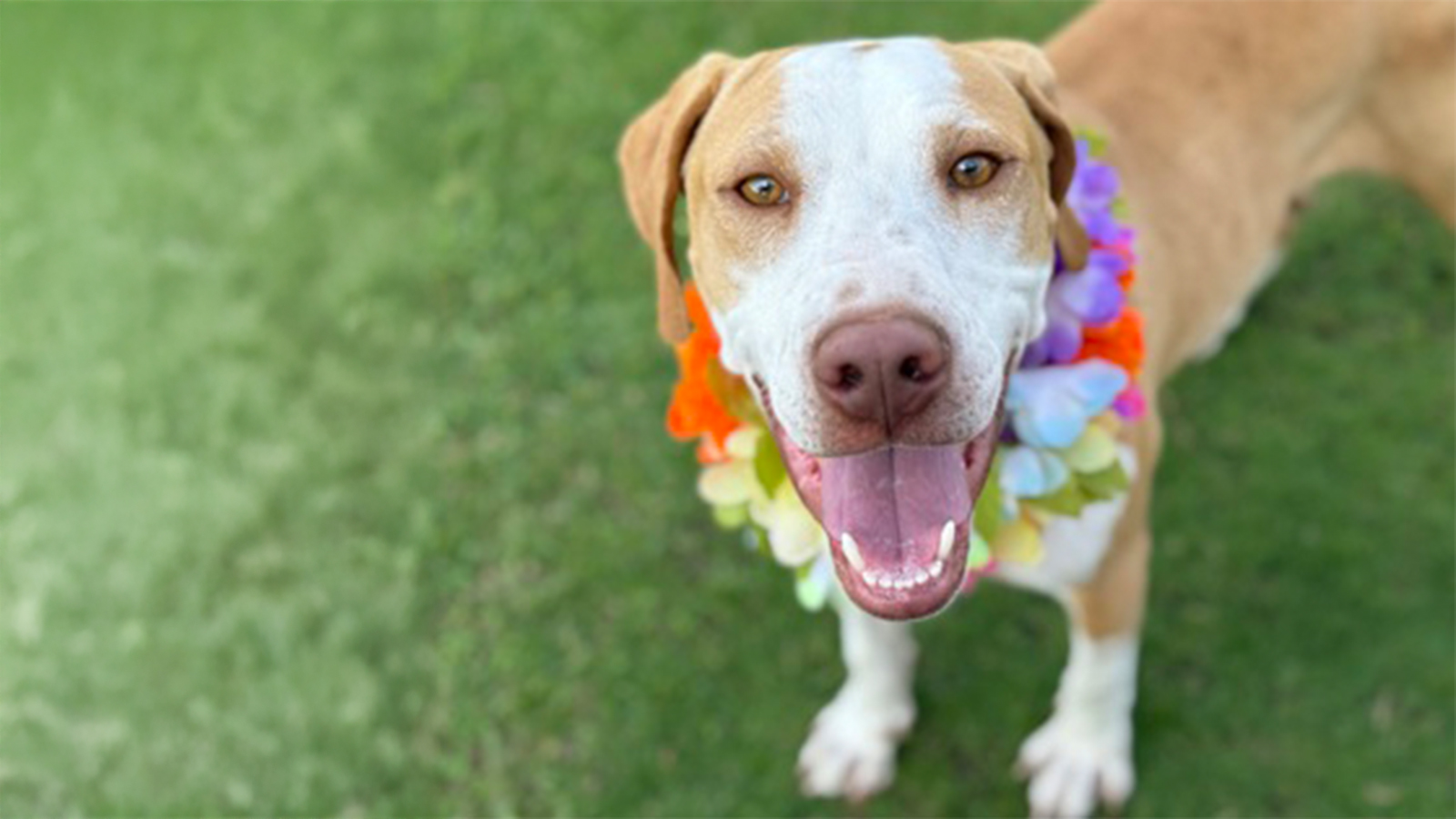 Pet of the Week: Cheddar | News, Sports, Jobs - Maui News
